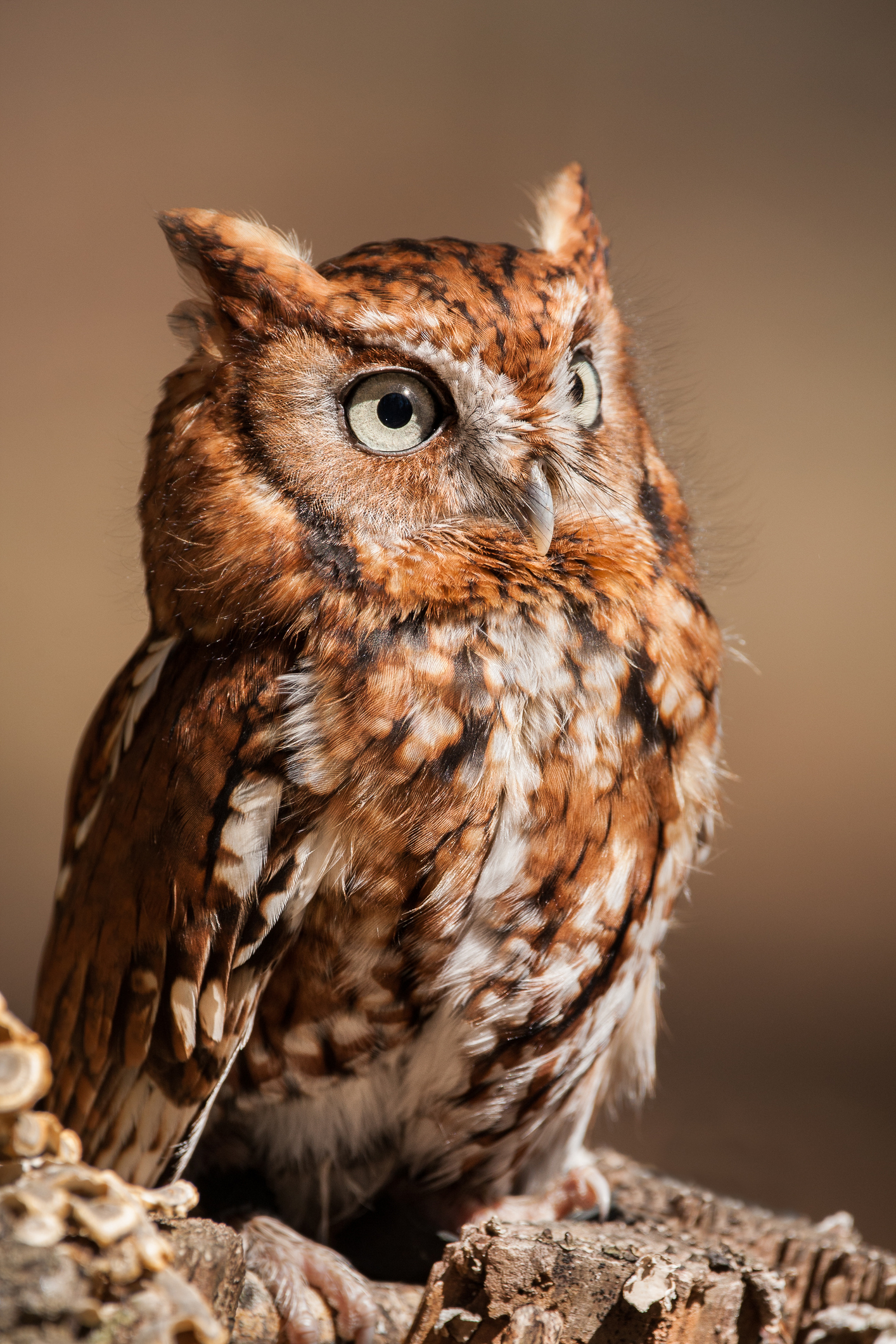 Owl Facts Archives - Owl Things Considered