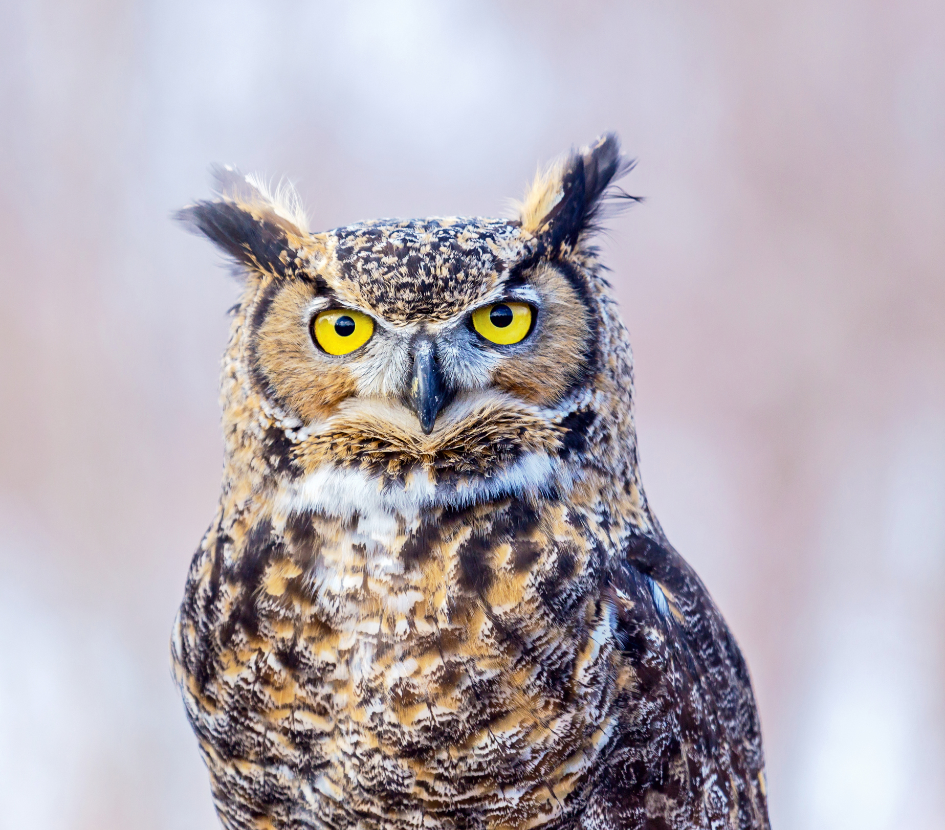 Three Classic Owl Commercials - Owl Things Considered